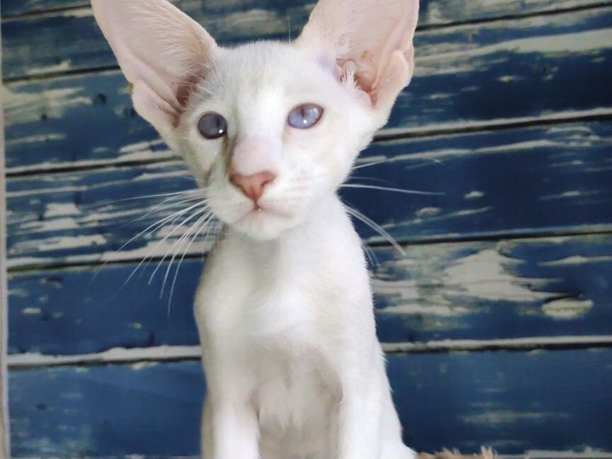 Ориентальные котята с документами