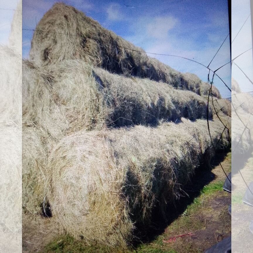Сено в рулонах