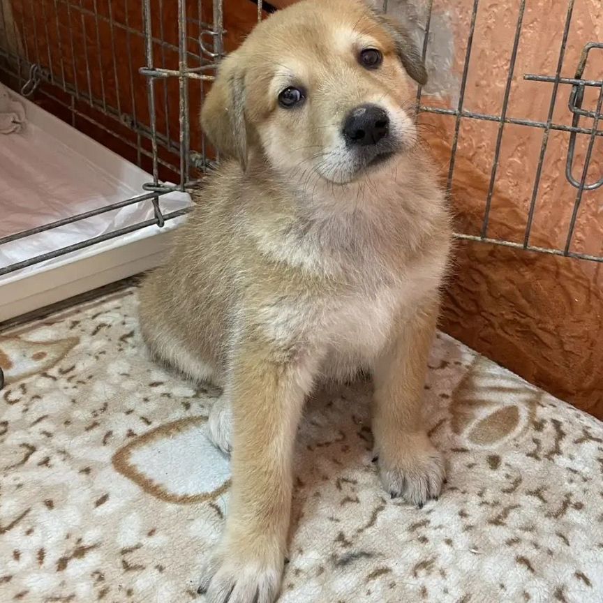 Щенок в добрые руки