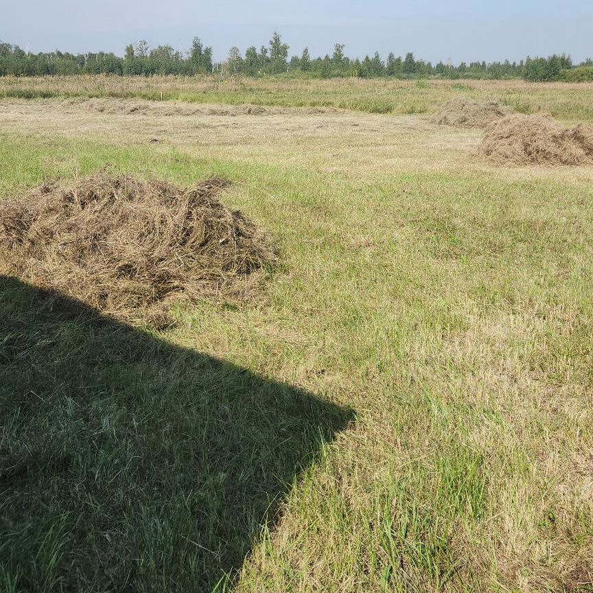 Сено бесплатно
