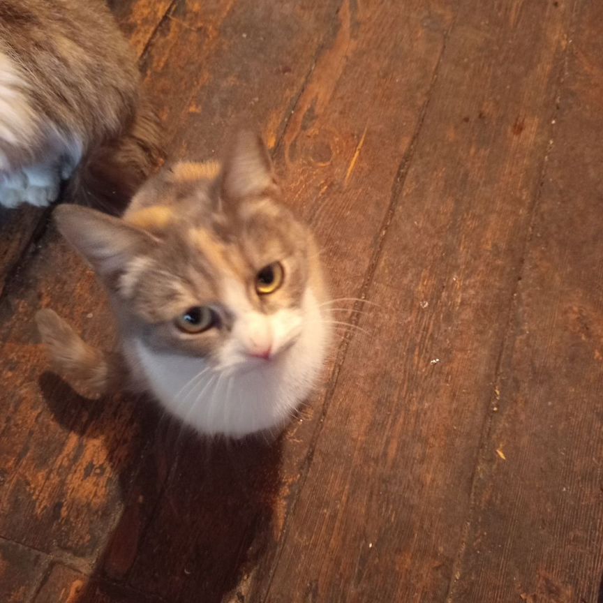 Найдена кошка