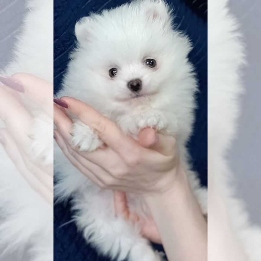 Померанский шпиц, щенок