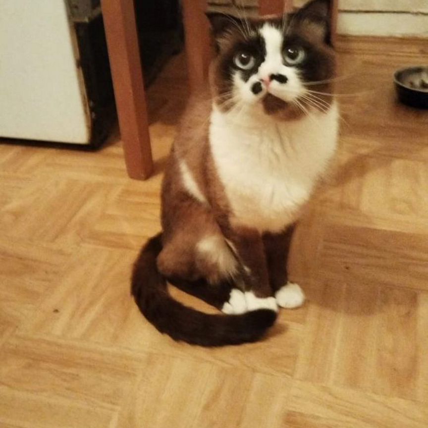 Кошки