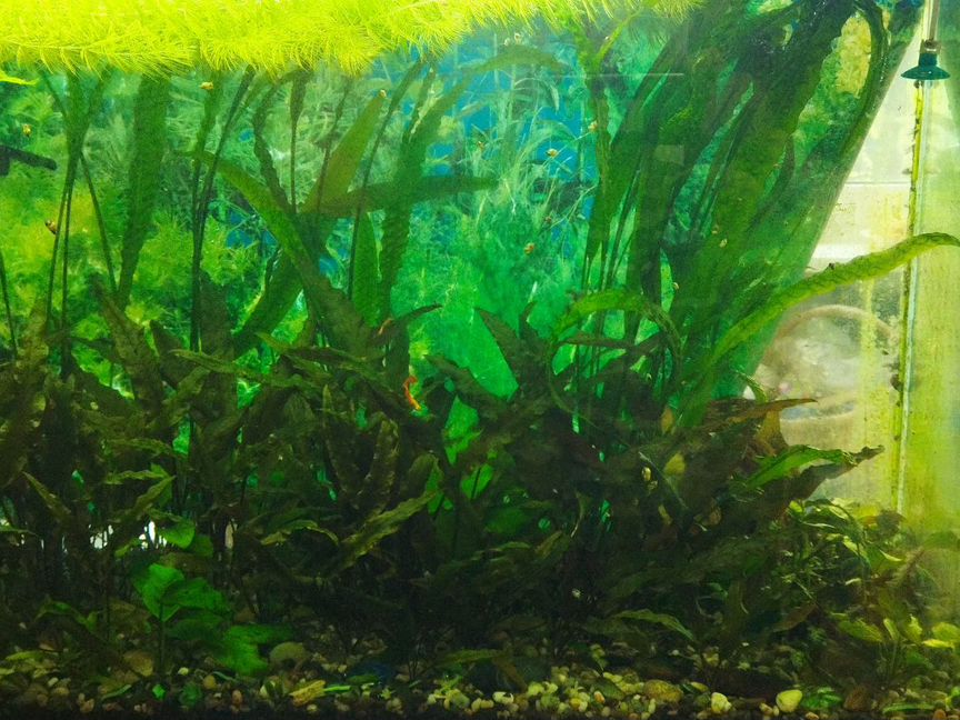 Аквариум