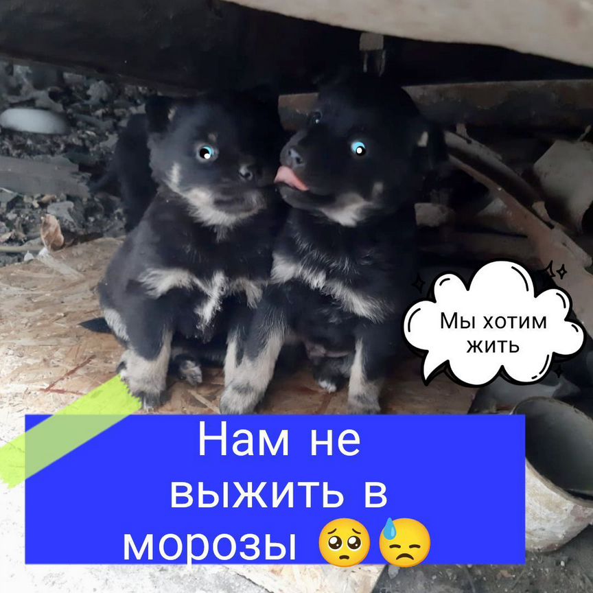 Щенок хочет выжить (в добрые руки)