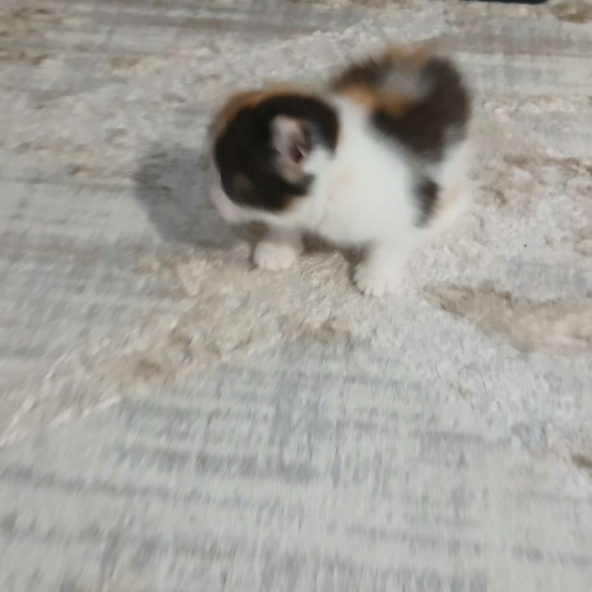 Продаётся кошечка