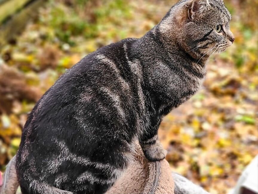 Котята в добрые руки бесплатно