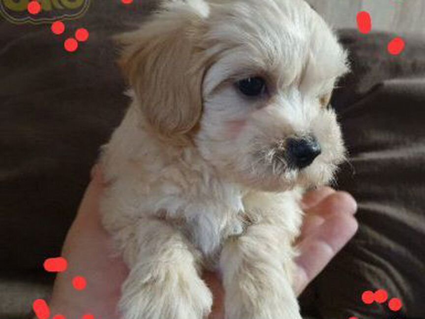 Мальтипу щенки