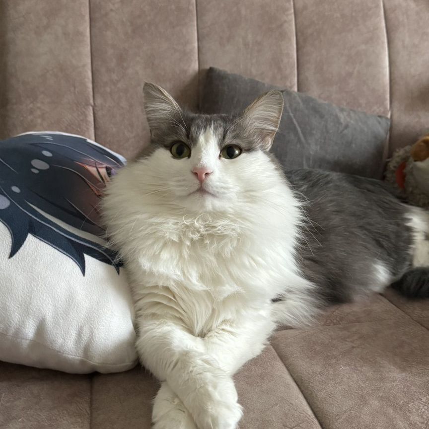 Котик в добрые руки