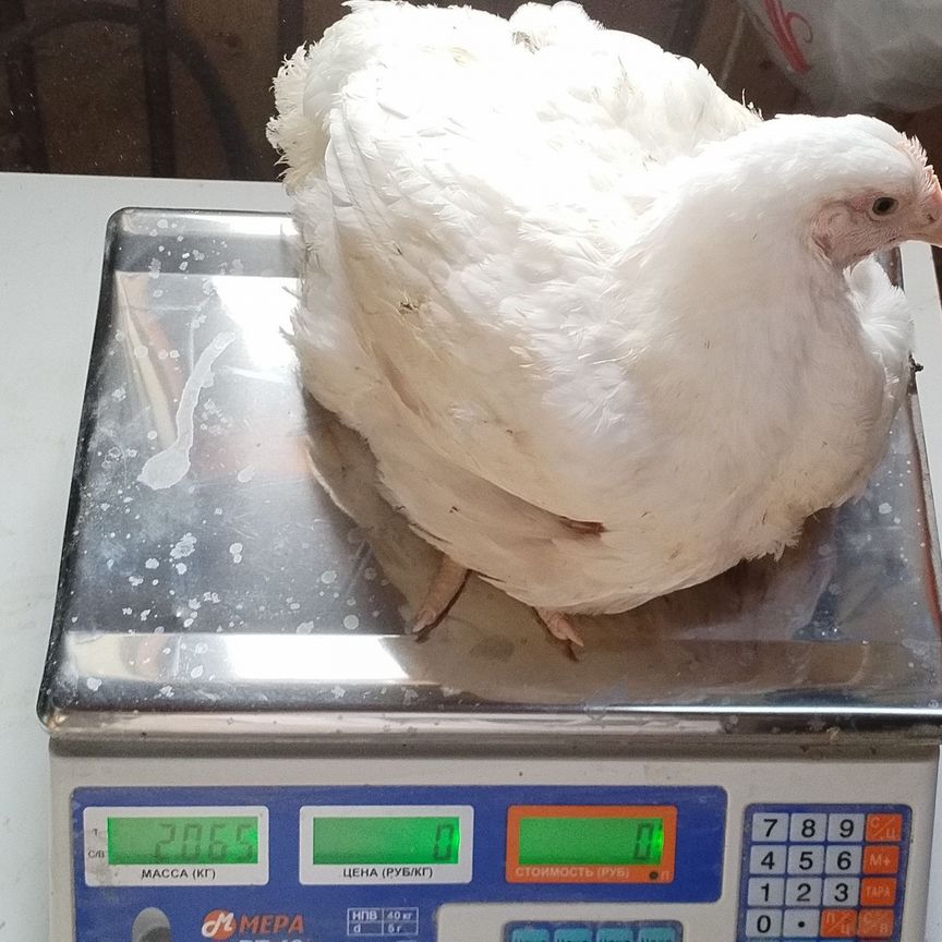 Куры бройлеры живым весом