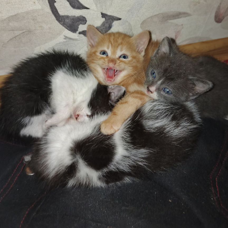 Котята в добрые руки