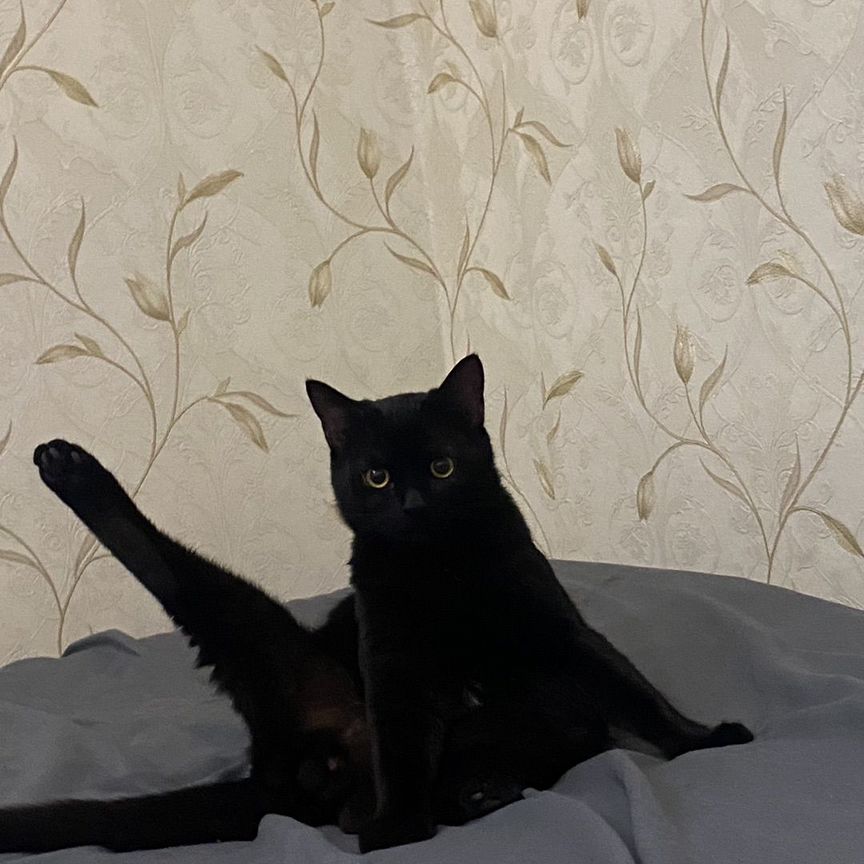 Кот Бусёк