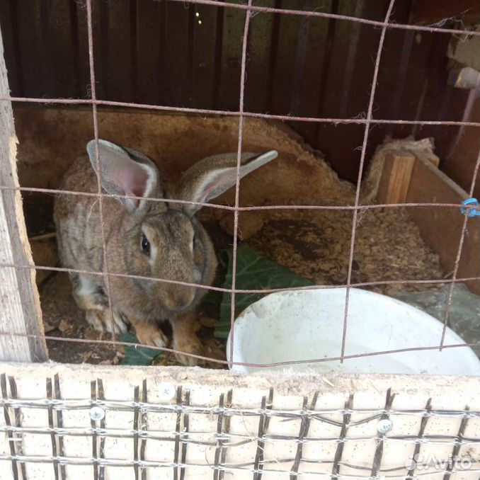 Кролики мясных пород