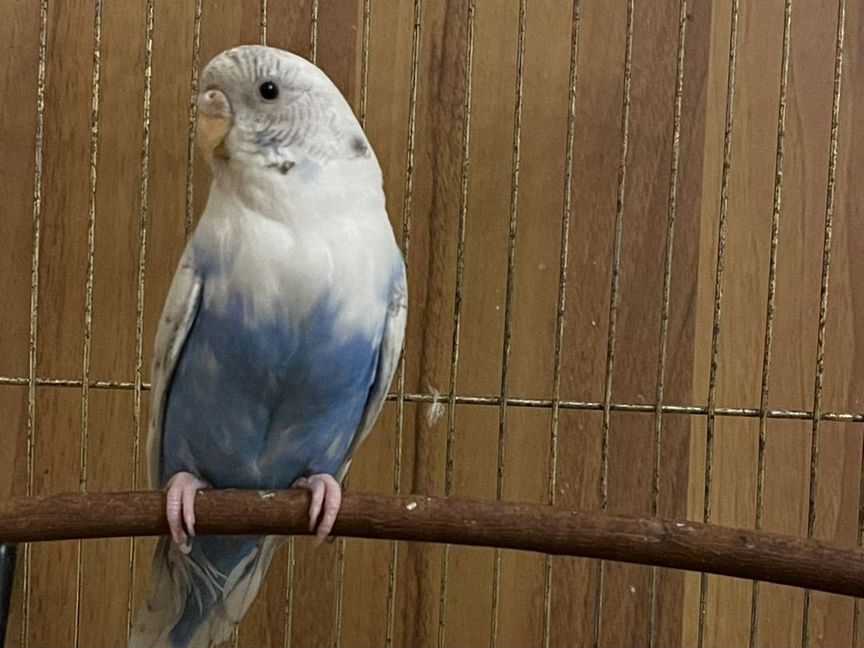 Волнистый попугай