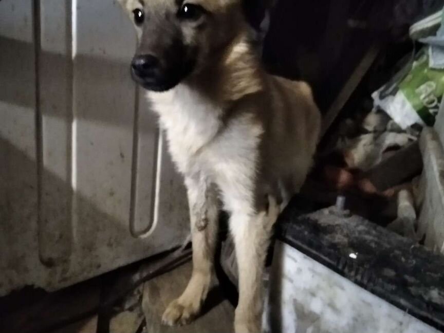 Собаки щенки