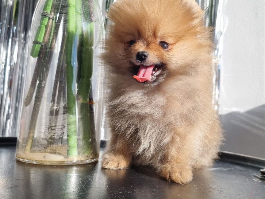 Померанский шпиц