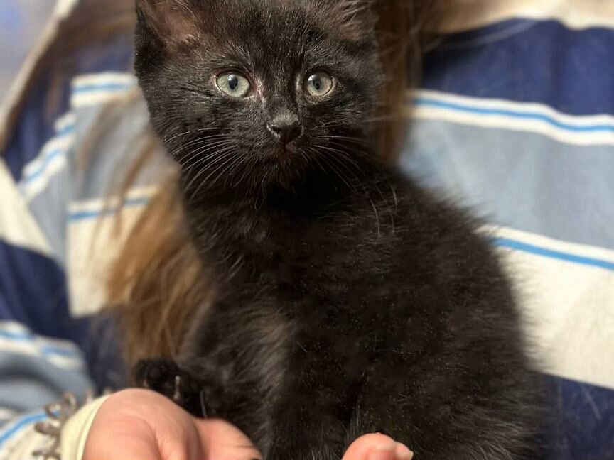 Крошечный котенок ищет родителей