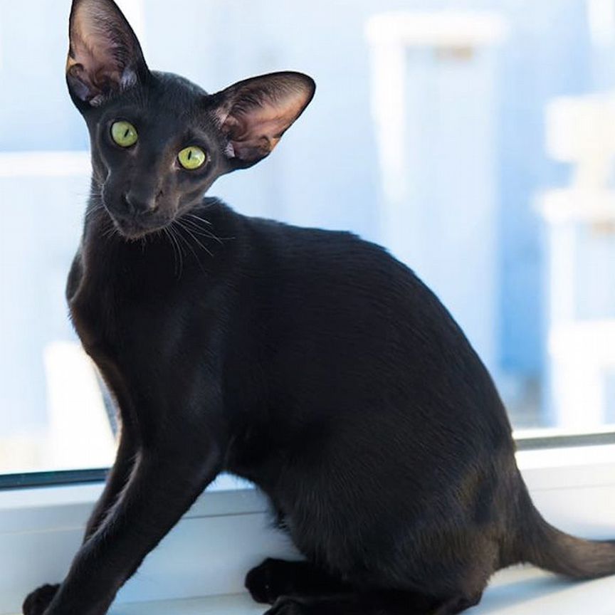 Ориентальный короткошёрстный котёнок