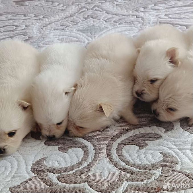 Щенки лапочки