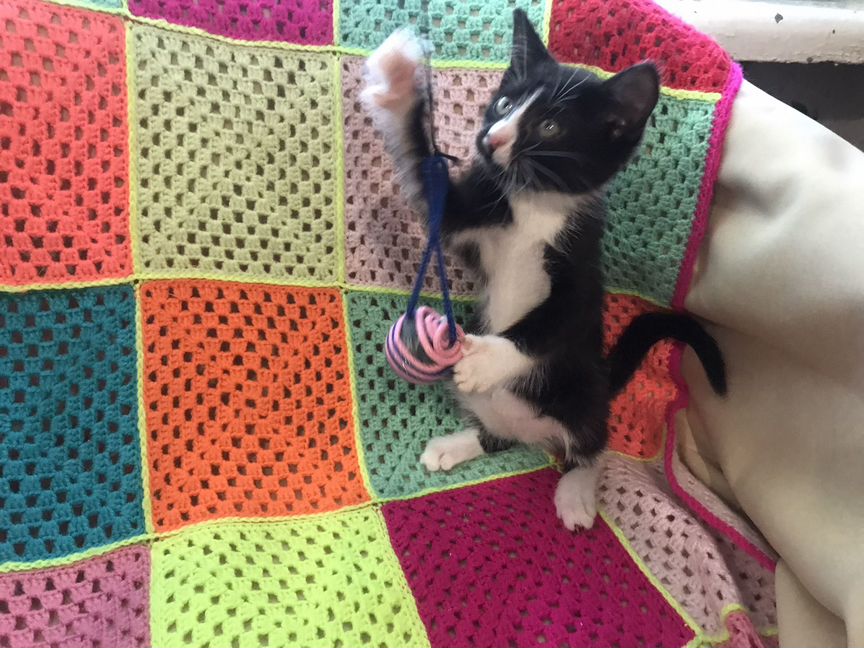 Котенок в добрые руки