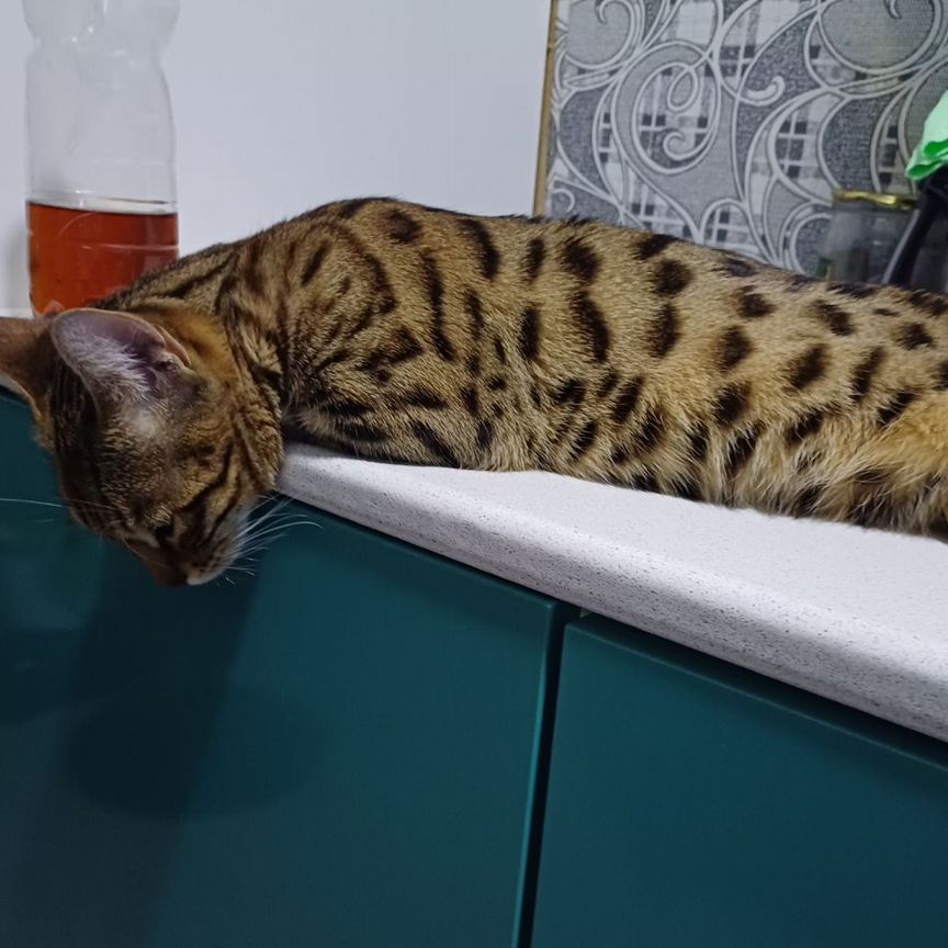 Бенгальская кошка, взрослая