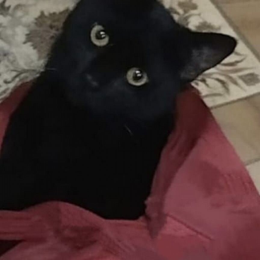 Красивые игривые ласкуши в добрые руки