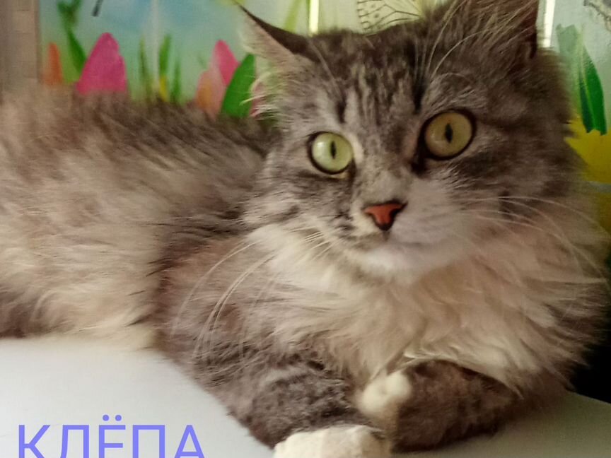 Кошечка ищет дом