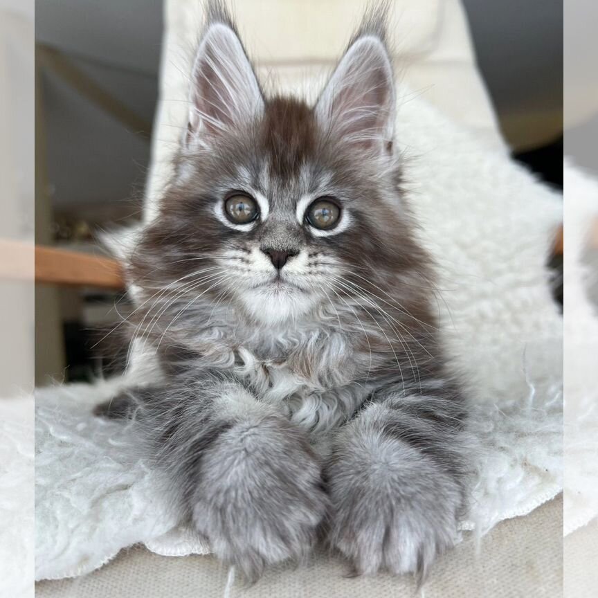 Мейн-кун мальчики зайчики с широкими лапками