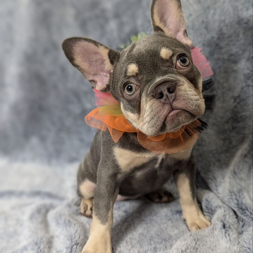 Лиловая француженка от чемпионов породы