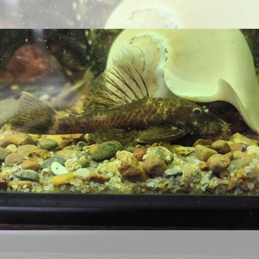 Сом анциструс самочка