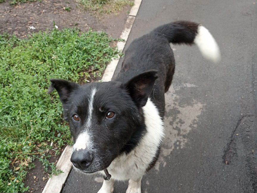 Собака в добрые руки отдам бесплатно