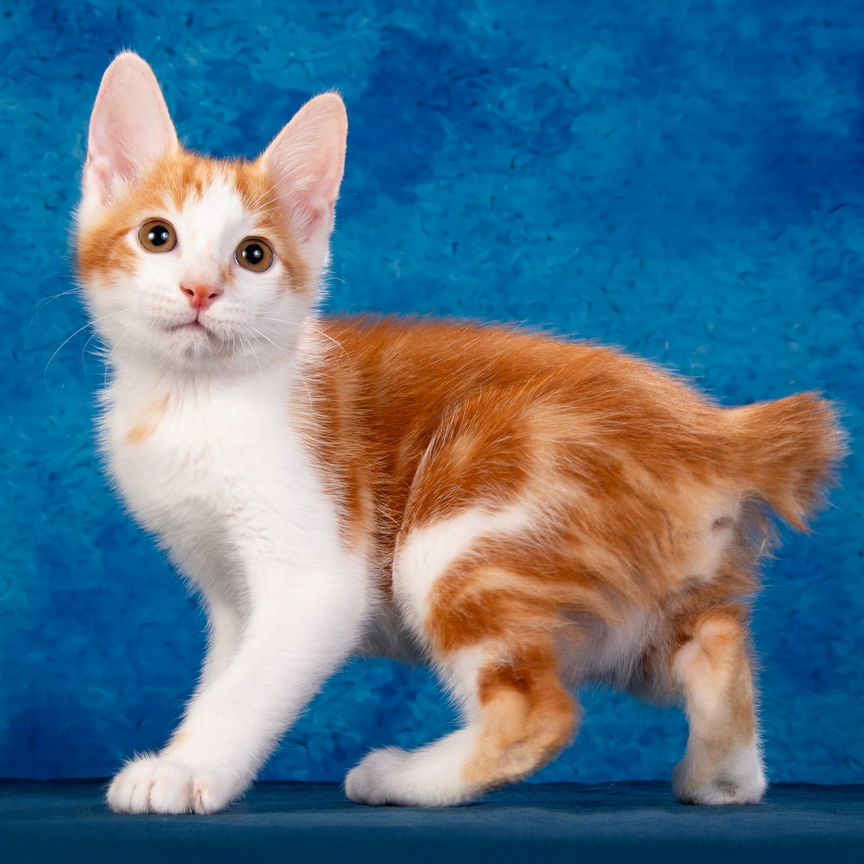 Короткошерстный котенок красный мрамор биколор