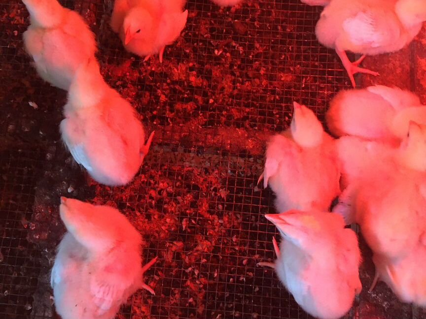 Цыплята бройлеры росс 308