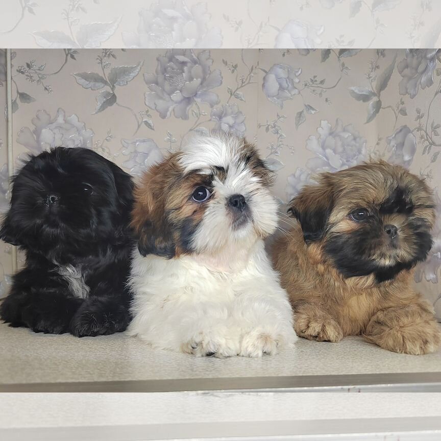 Ши-тцу щенки РКФ