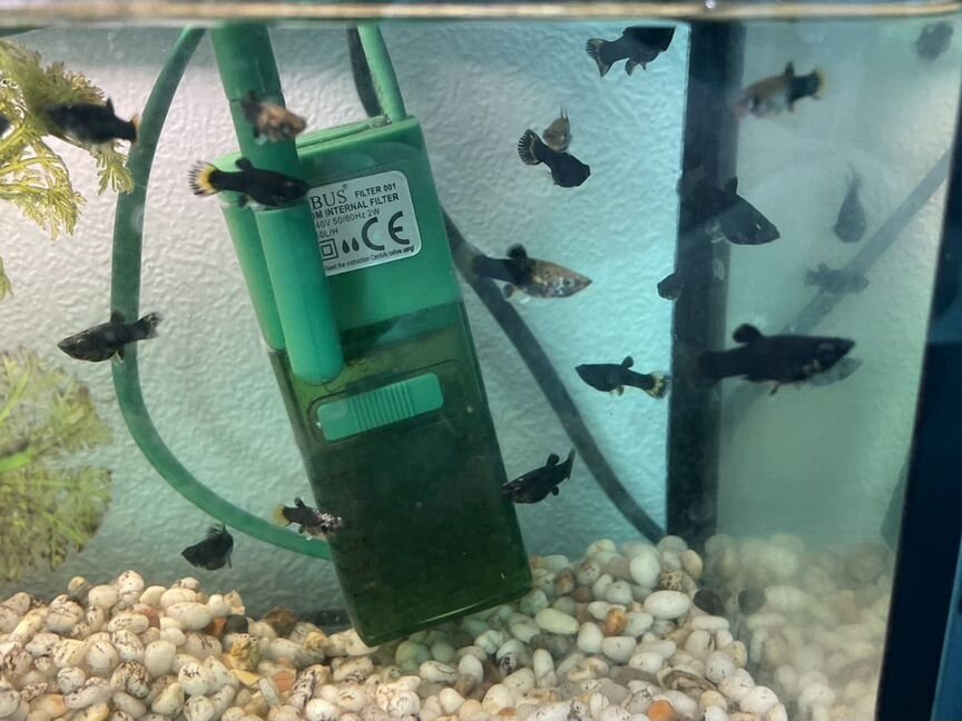 Рыбка Молинезия