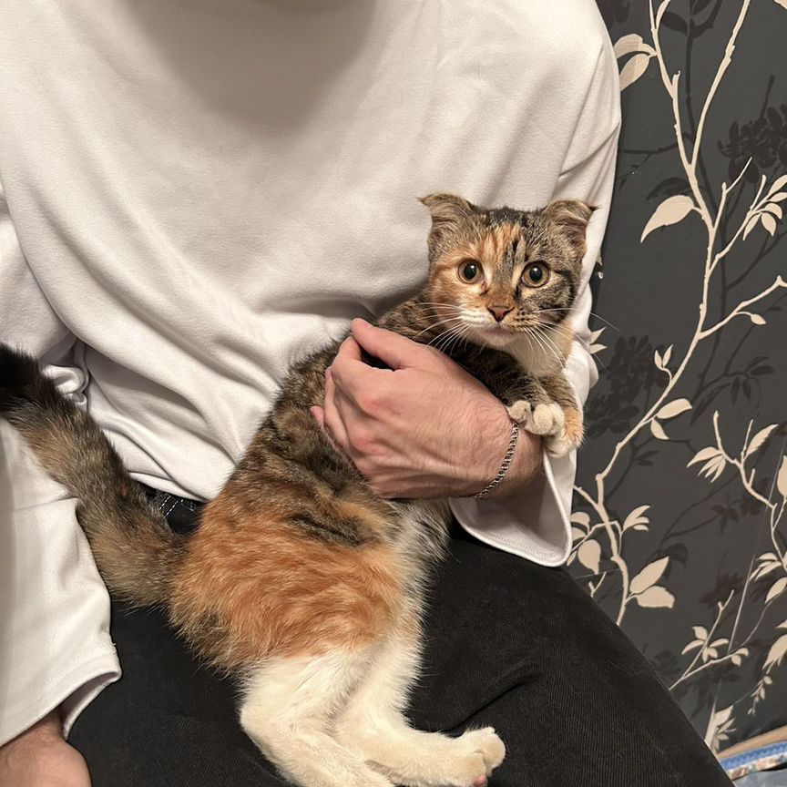 Вислоухая трехцветная кошка
