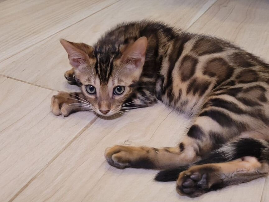 Продам кота, но только в добрые руки