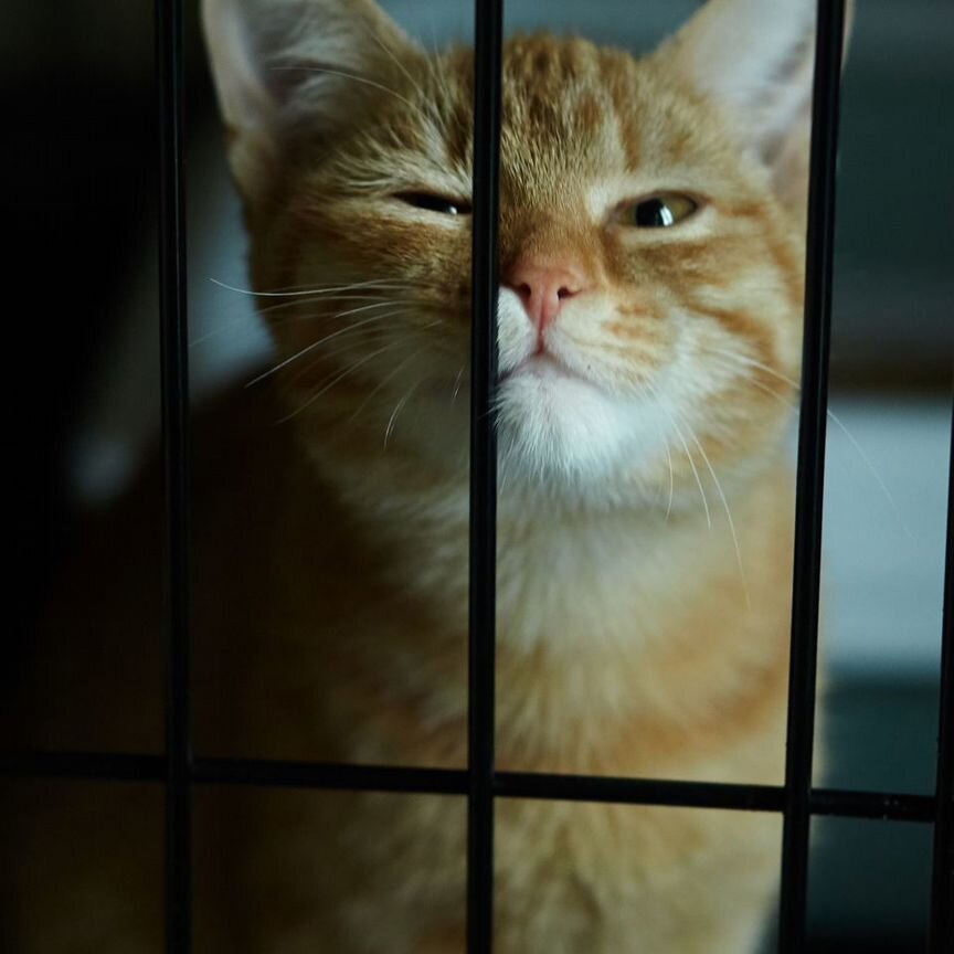 Рыжая кошечка 4 месяца из приюта