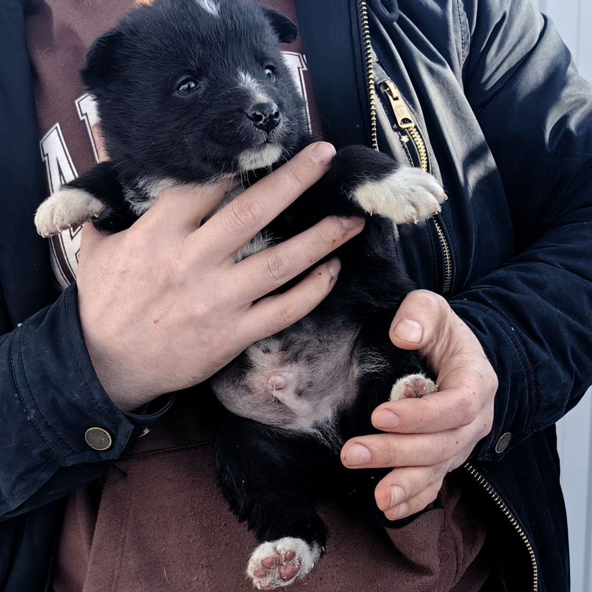 Щенок в добрые руки бесплатно