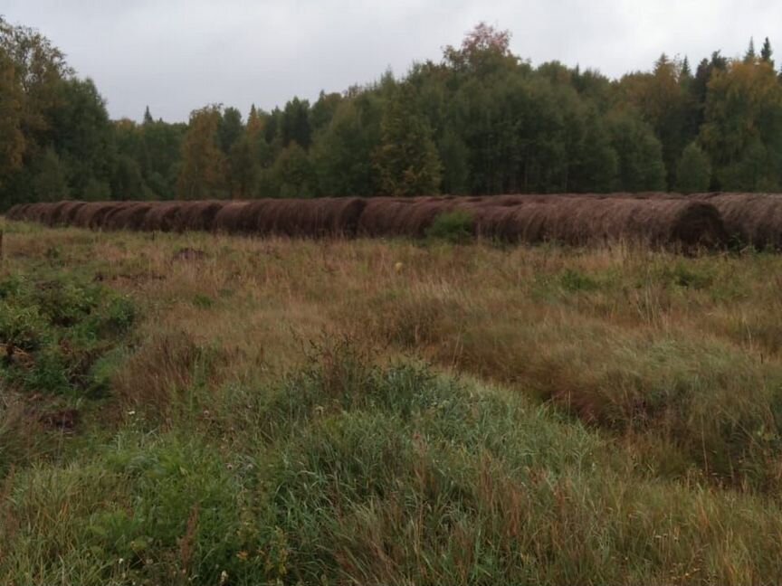 Продам сено в рулонах