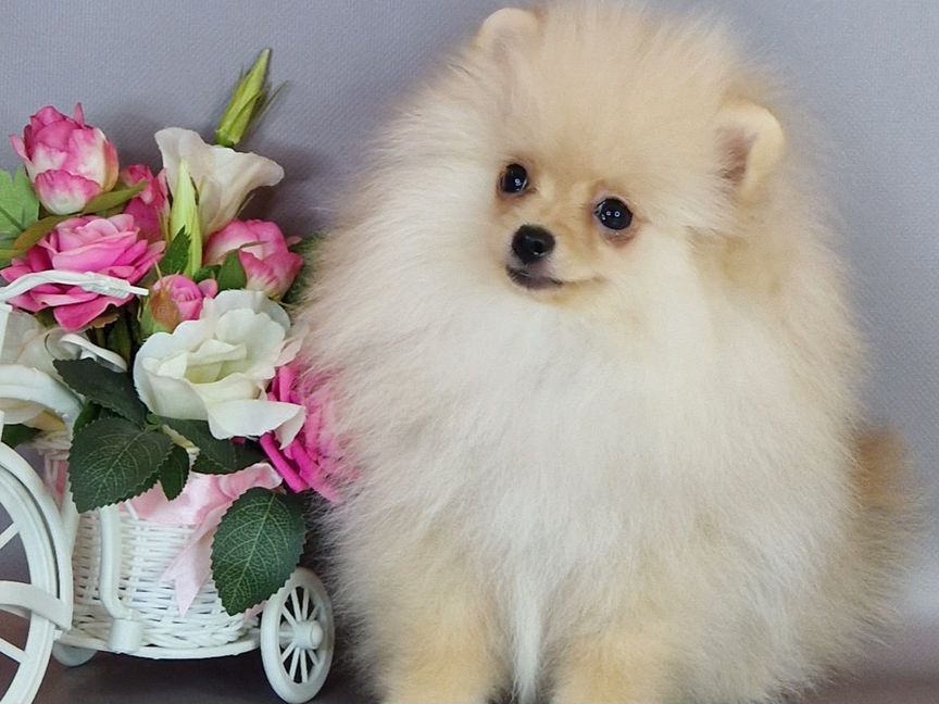 Померанский шпиц