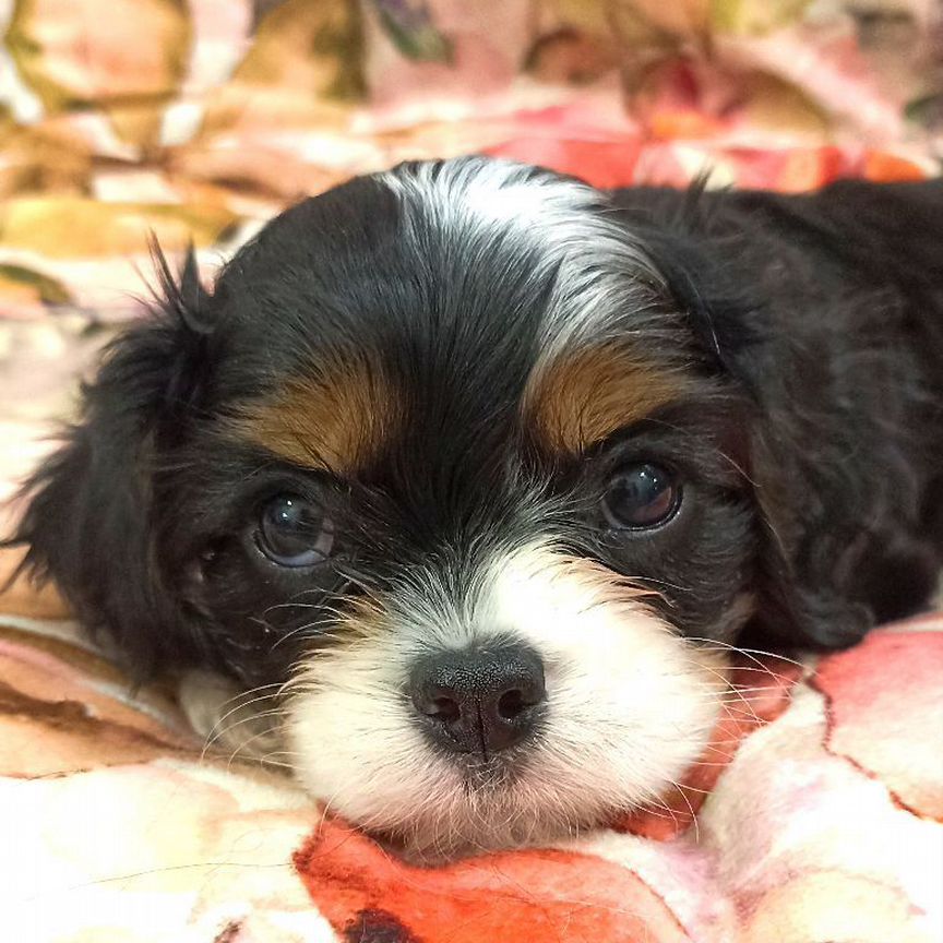 Девочка Кавалер Кинг Чарльз Спаниель