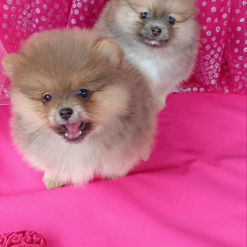 Шпиц-очаровашка