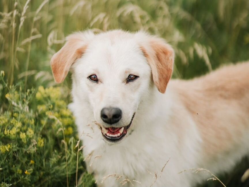 Лавида ищет дом