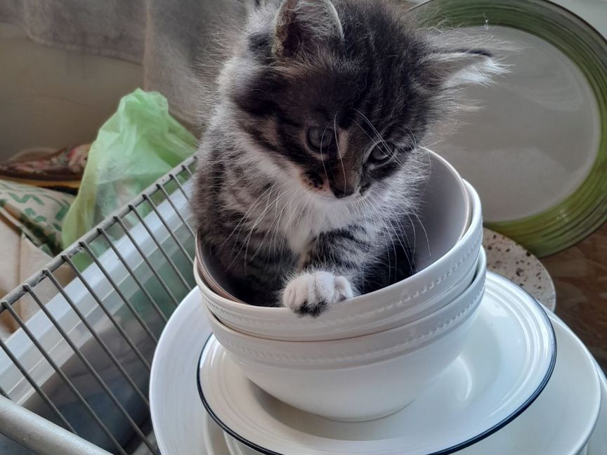 Котята в добрые руки бесплатно