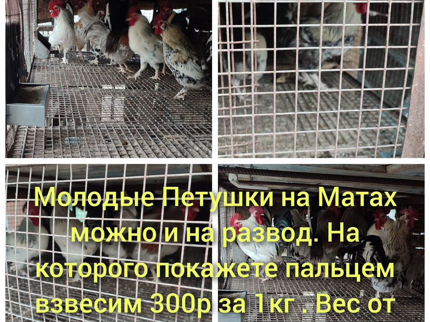 Молодые петухи