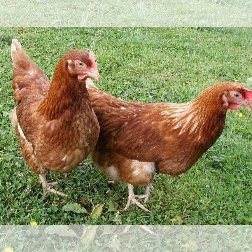 Куры молодки