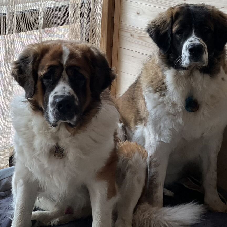 Щенки московская сторожевая