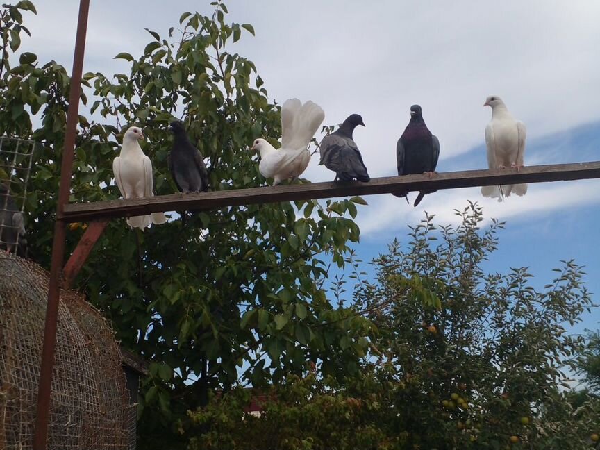 Голуби цариценские