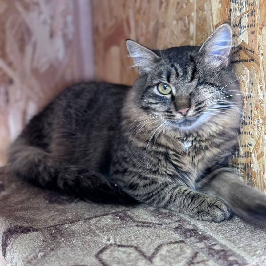 Грейс, кошка из приюта в добрые руки